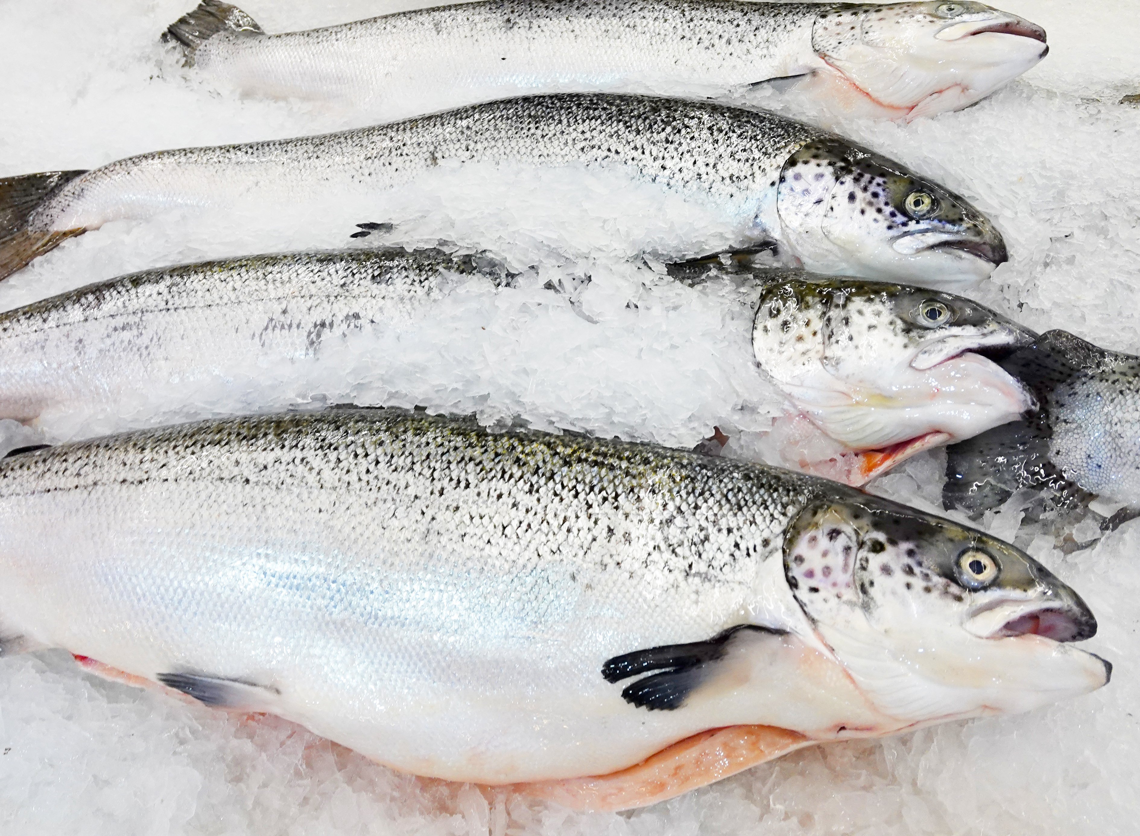 Responsible Seafood Summit